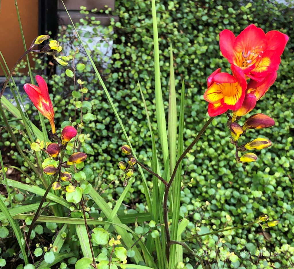 フリージアの花言葉(色別)と由来・育て方と花の季節-時期・香水-英語